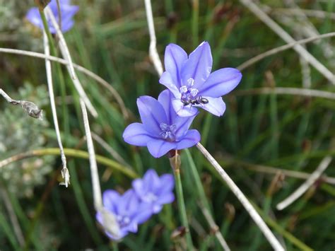 Ant Bug Nature Free Photo On Pixabay Pixabay