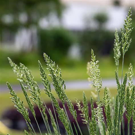 Koeleria Glauca Grass Perennial Bluey From Swift Greenhouses