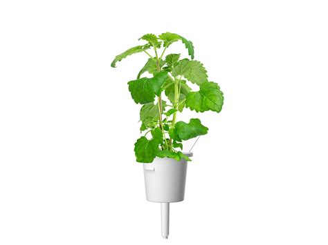 Catnip Plant In Pot