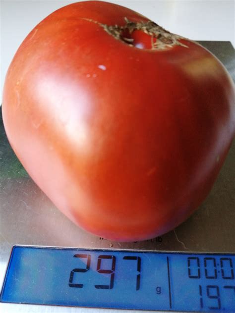 Ruby Surprise Dreamgardenlt