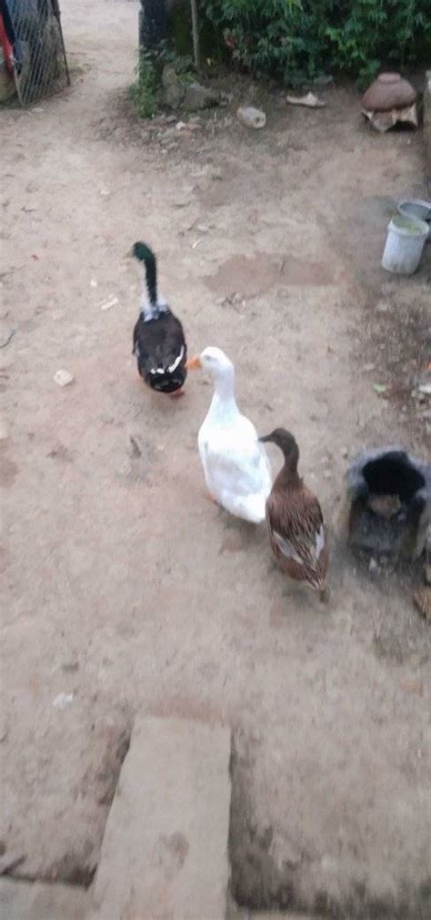 Amit Kumar Sahu Amit Kumar Sahu Added A New Photo