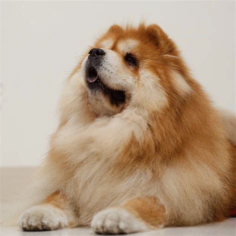 歸剛ㄟ～到底家裡有多不溫暖！ 家裡到底多不溫暖 我們是萌犬不是猛犬 By 咘叮兄弟 Facebook