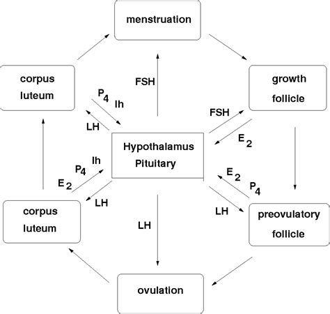 Ovarian Cycle Flow Chart