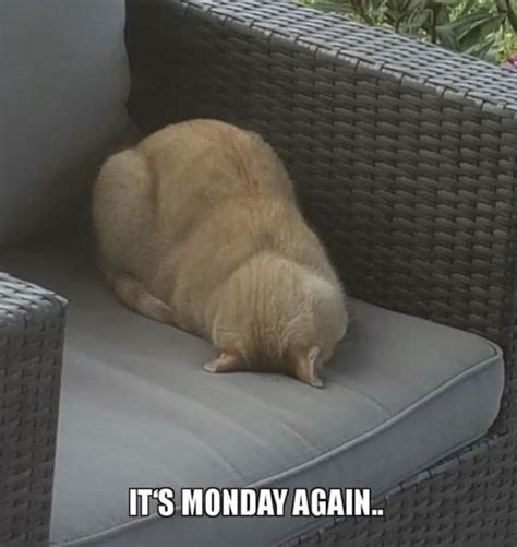 Monday Sucks Good Morning Cat