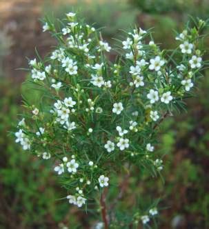 Coleonema Calycinum Plantzafrica