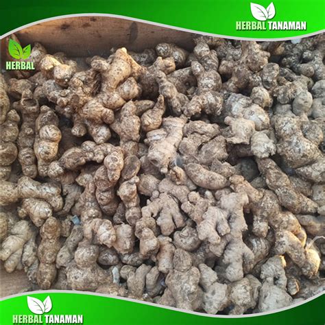 Jahe Gajah Segar 1 Kg Jahe Putih Herbal Lazada Indonesia