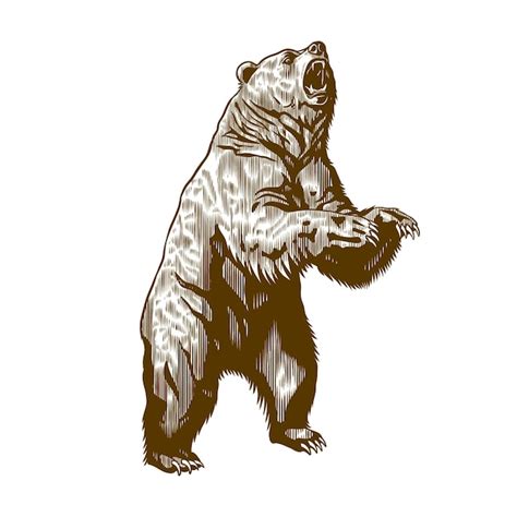 Standing Grizzly Bear Illustration Grizzly Bear Standing Images Free