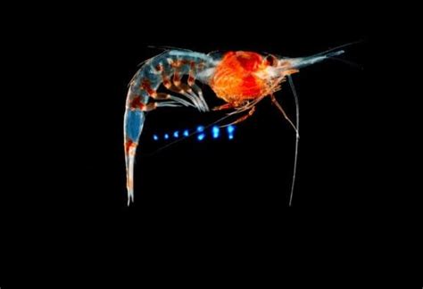 7 Creatures Thriving With Deep Sea Adaptations Ocean Info