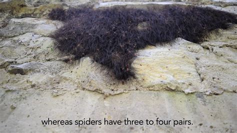 Daddy Long Legs Spider Clump