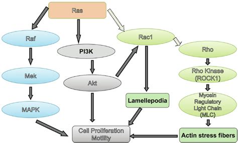 Signaling Pathways Downstream Of Ras A Farnesylated Small Gtpase Ras Download Scientific
