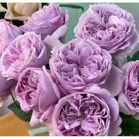 กุหลาบ คาอิ Kai สีม่วงลาเวนเดอร์ ดอกทรงถ้วย หอมแรง Shopee Thailand