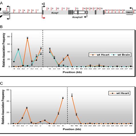 Chromosome Conformation Capture 3c Mapping Of Long Range Chromatin Download Scientific