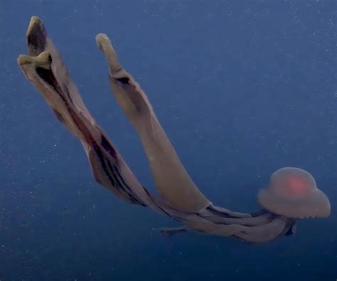 Giant Phantom Jelly Photos An Extraordinary Deep Sea Sighting The