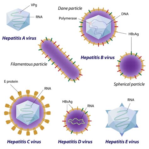 Hepatitis A B C D E • Innoquest Indonesia
