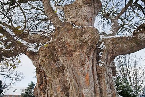 An Old Tree With Beautiful Textured Bass Stock Image Image Of Bass