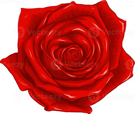 Botanical Drawing With Rose Flower 19859205 Png