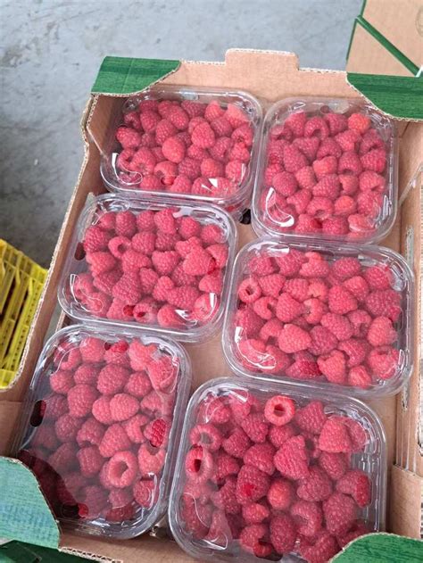 Evropsko Tržište Zaleđene Maline Hoće Li Otkupne Cene Rasti