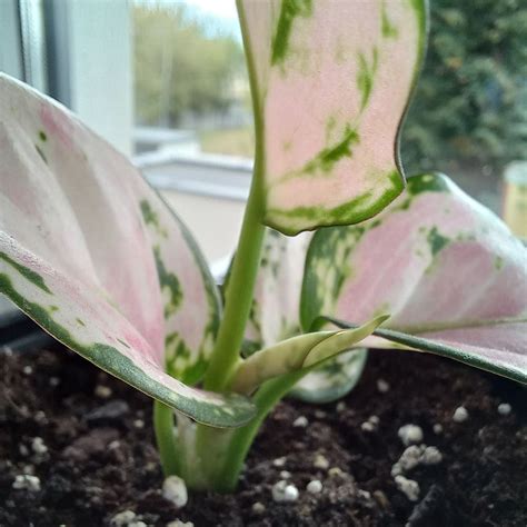 How To Care For Aglaonema Pink Splash Mastering Water Sunlight And More