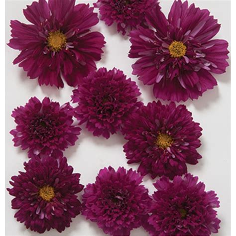 گل ستاره ای