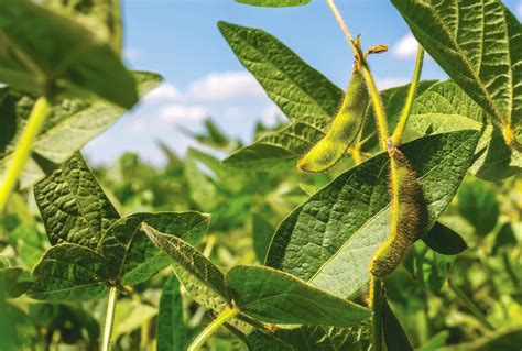 Increased Soybean Output To Come For Brazil Manitoba Co Operator
