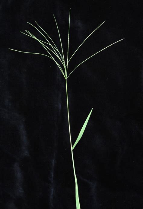 Digitaria Sanguinalis L Scop Plants Of The World Online Kew Science