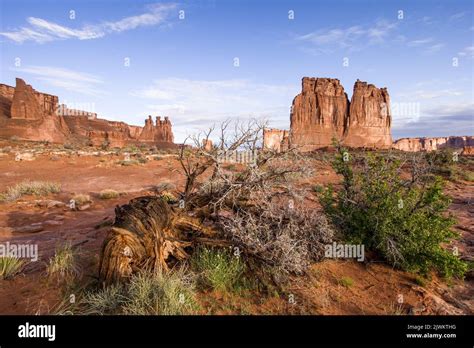 A Twisted Juniper Tree In Front Of The Gossips And The Organ In The Courthouse Towers Arches