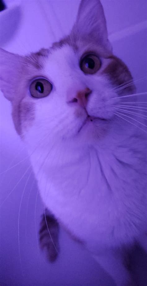 A Mostly Sleepy Bubble Gum R Bubblegumnose