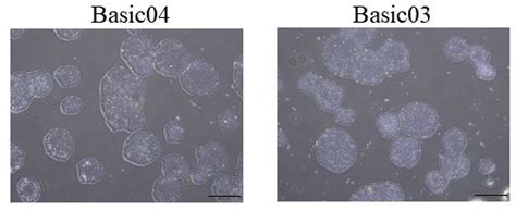 Nacalai Usa Inc Product Stemfit Basic04 Complete Type By Ajinomoto Ips Es Cell Culture Media