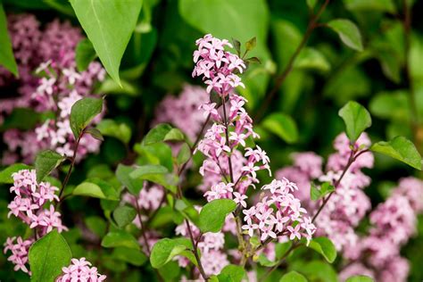 Syringa Red Pixie Bbc Gardeners World Magazine