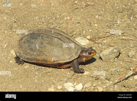 Scorpion Mud Turtle Kinosternon Scorpioides Gomez Farias Tamaulipas