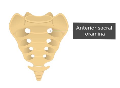 Sacral Foramina Nerves