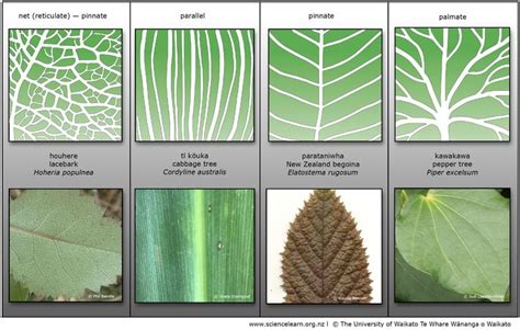 Leaf Venation Patterns Examples