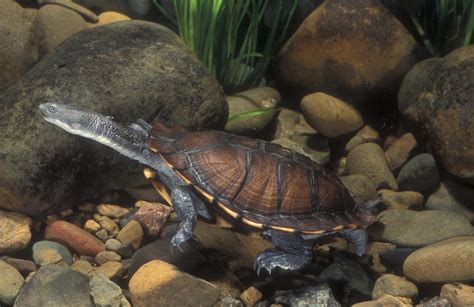 Freshwater Turtles Queensland Museum