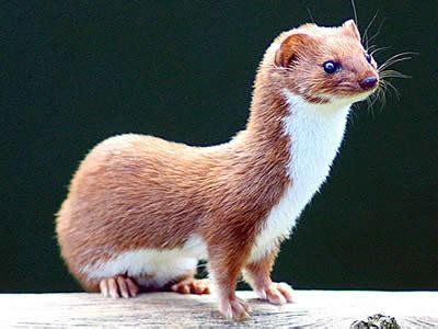Weasel Facts Diet And Habitat Information