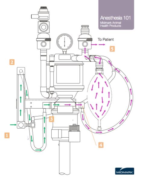 Gas Flow Through Anesthesia Machine To Patient Diagram Quizlet