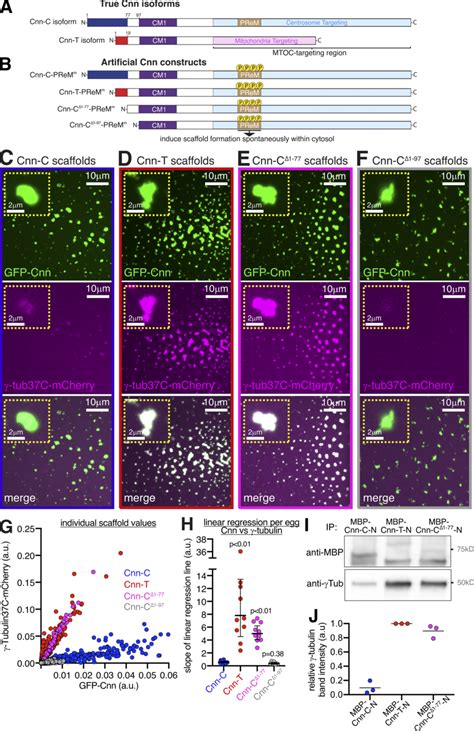 The Extreme N Terminal Region Of Cnn C Inhibits Binding To γ Tubulin