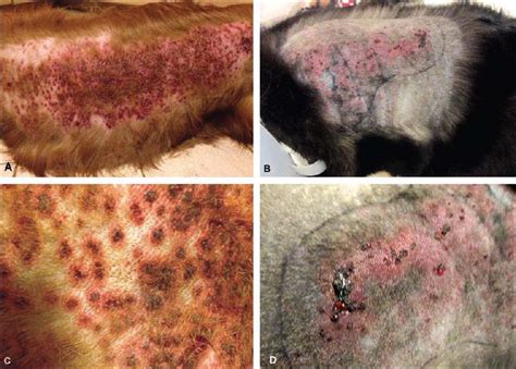 Furunculosis In Dogs