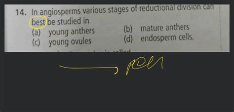 In Angiosperms Various Stages Of Reductional Division Can Best Be Studie