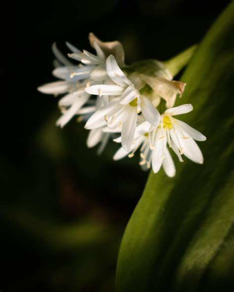 Wild Garlic Ramson Cowleek Allium Free Photo On Pixabay