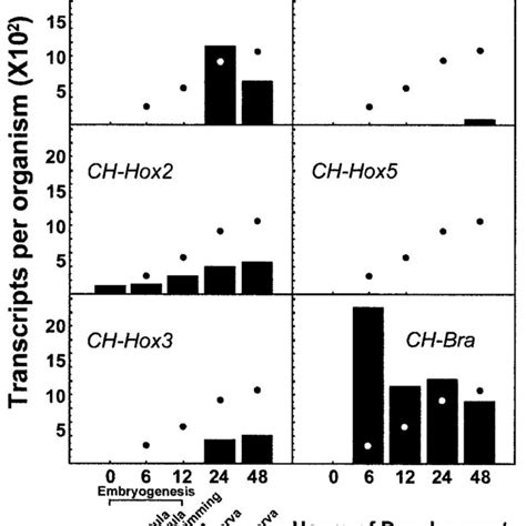Transcripts Of Hox Cluster Genes And The Brachyury Gene Per Embryo Or Download Scientific