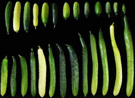Genetic Variant Linked To Cucumber Fruit Length Plant Science Today
