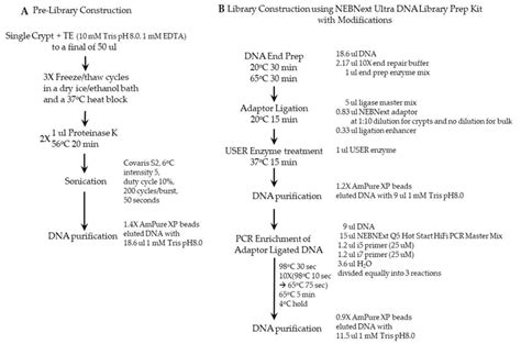 Whole Genome Sequencing Library Construction From Single Colon Crypts Download Scientific