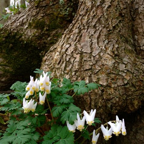 Dutchmans Breeches Dicentra Cucullaria Plant Care And How To Grow Water
