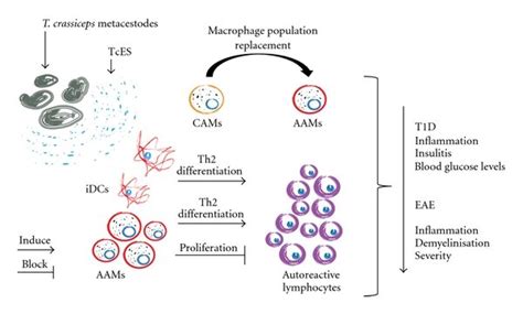 Based On Our Information To Date It Is Possible That Idcs Recruited By