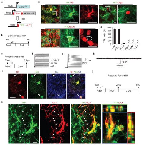 In Vivo Reprogramming Of Astrocytes To Neuroblasts In The Adult Brain Pmc