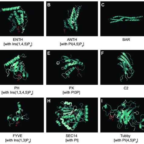 Structures Of Some Phospholipid Binding Domains Additional Info Can Be