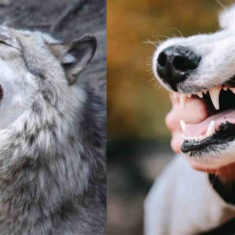 Dog Vs Wolf Teeth Whats The Difference Paws And Learn