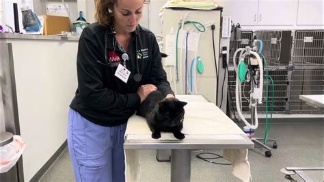 Feline Sternal Restraint Youtube