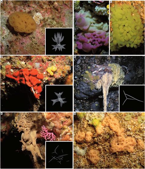 In Situ Pictures Of Homoscleromorphan Species A Corticium
