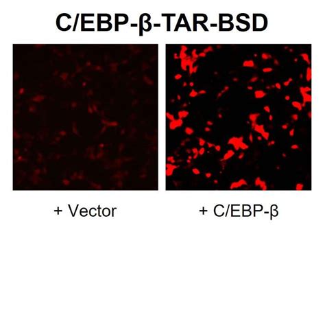 Fluorescent Cebp Beta Reporter Lentivirus Cebp Pathway